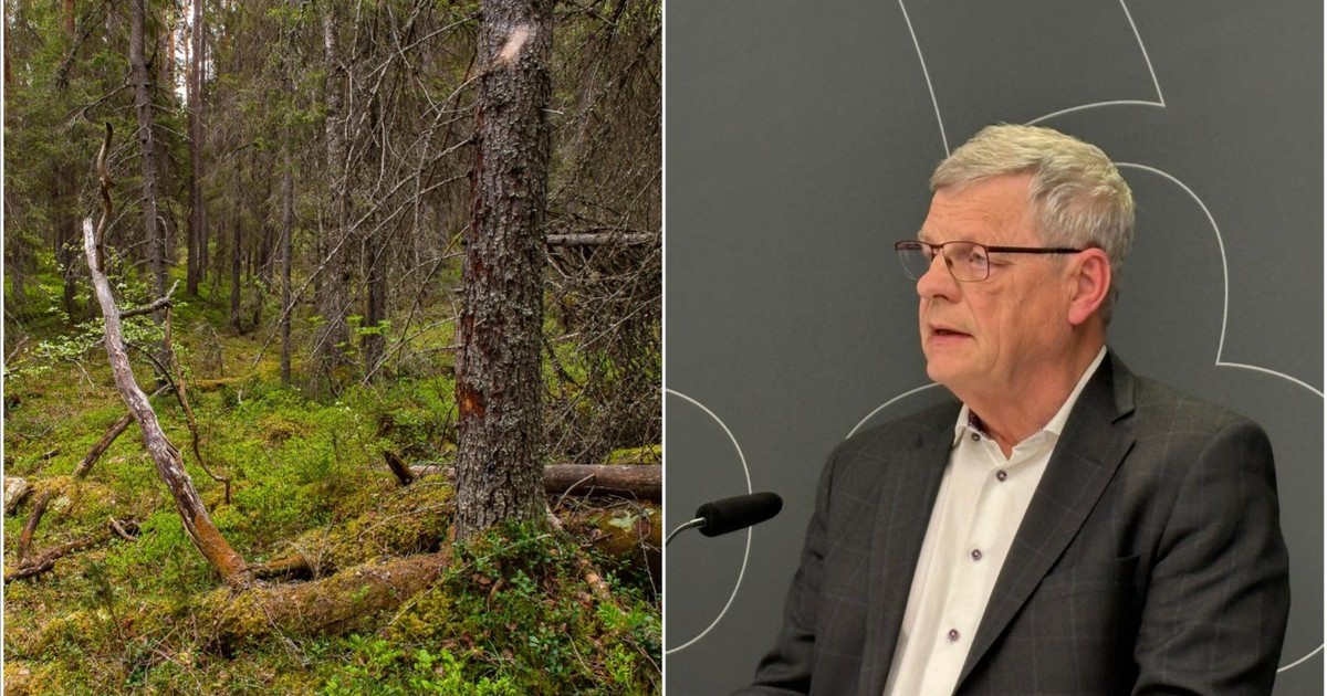 Skogsutredningen får ris och ros